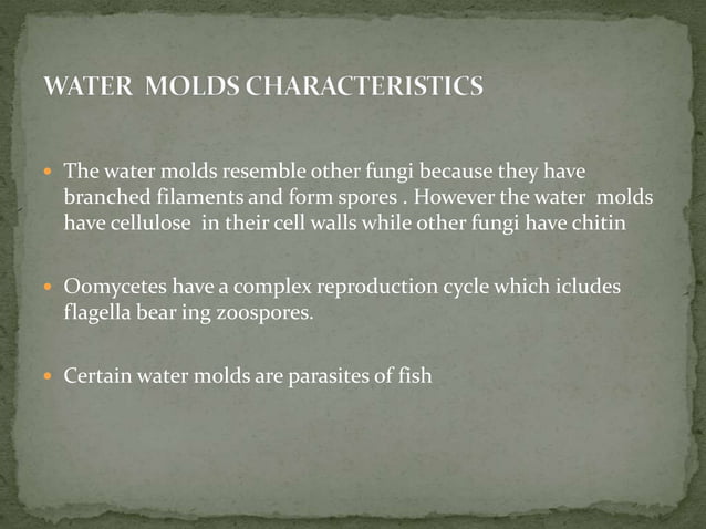 WATER MOLDS BP221507 NANDHINI.pptx | Biological Sciences | Science