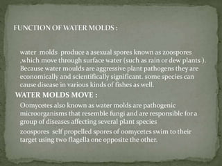 WATER MOLDS BP221507 NANDHINI.pptx | Biological Sciences | Science
