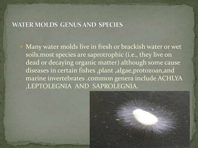WATER MOLDS BP221507 NANDHINI.pptx | Biological Sciences | Science