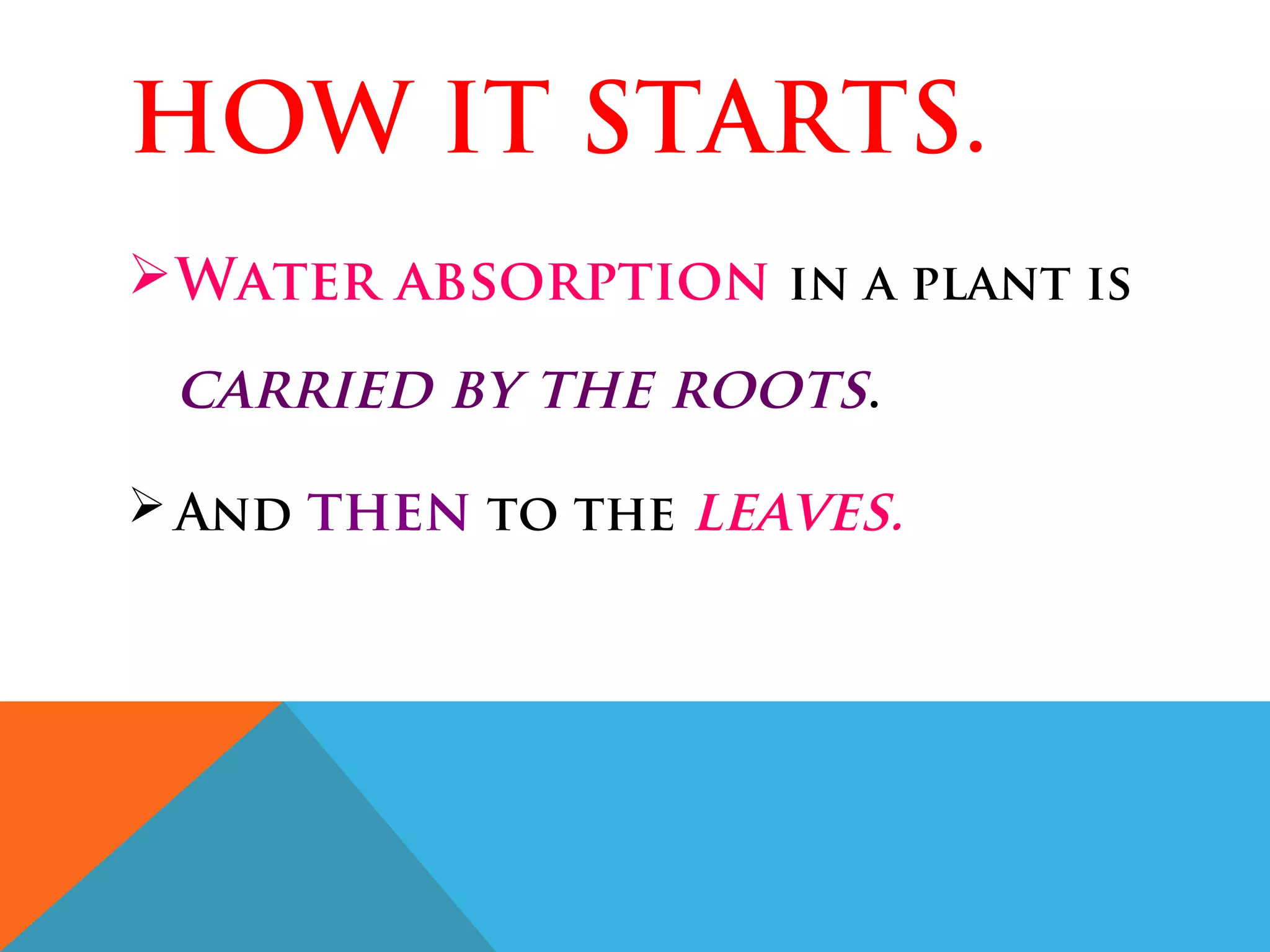 Water Movement Through A Plant | PPT