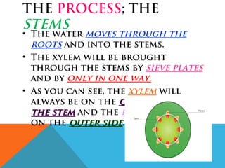Water Movement Through A Plant | PPT