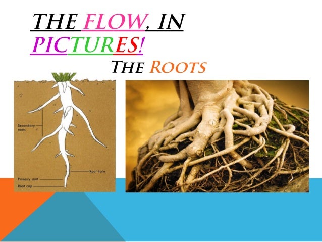 Water Movement Through A Plant