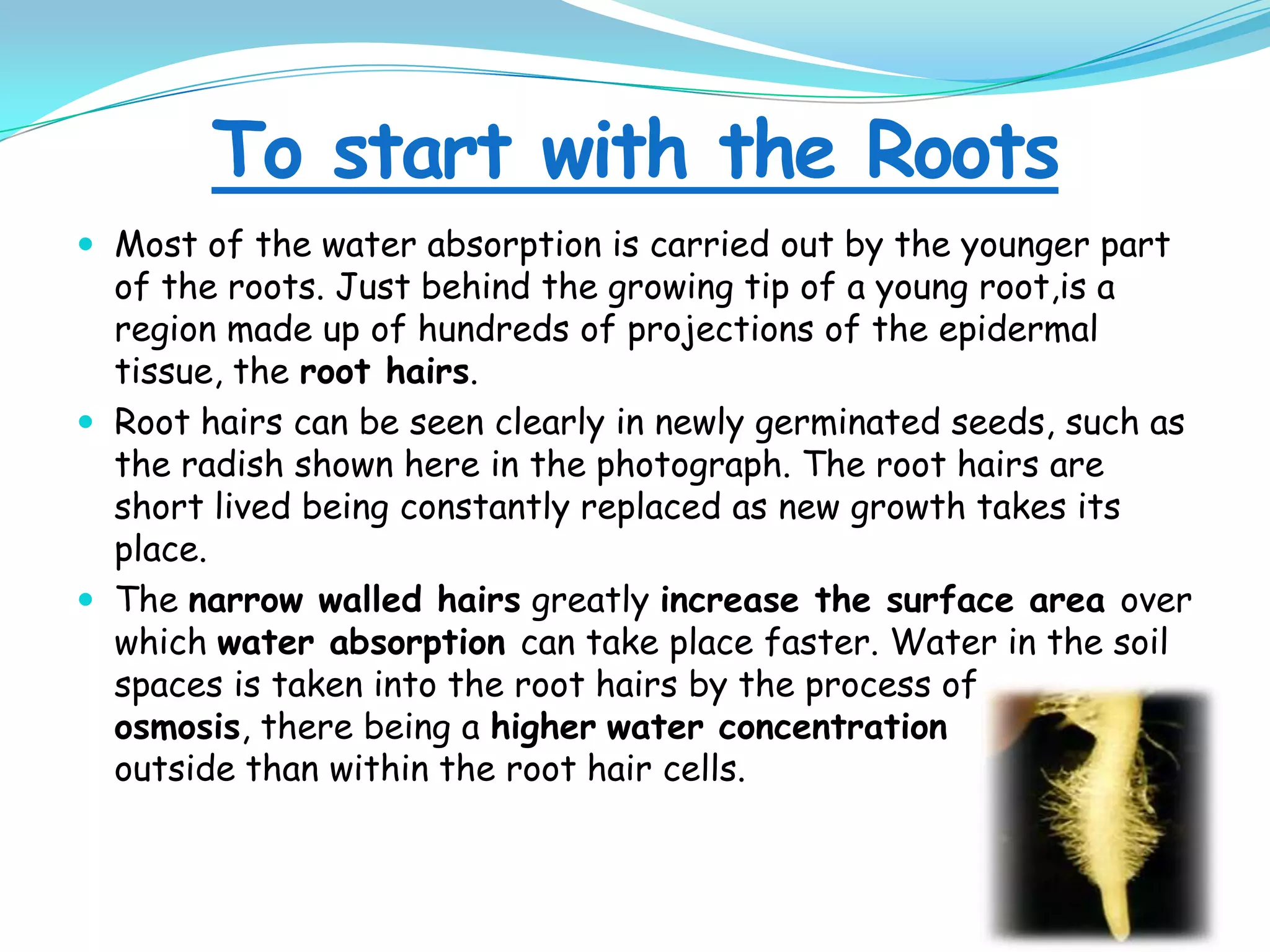 Water movement through a plant | PPTX