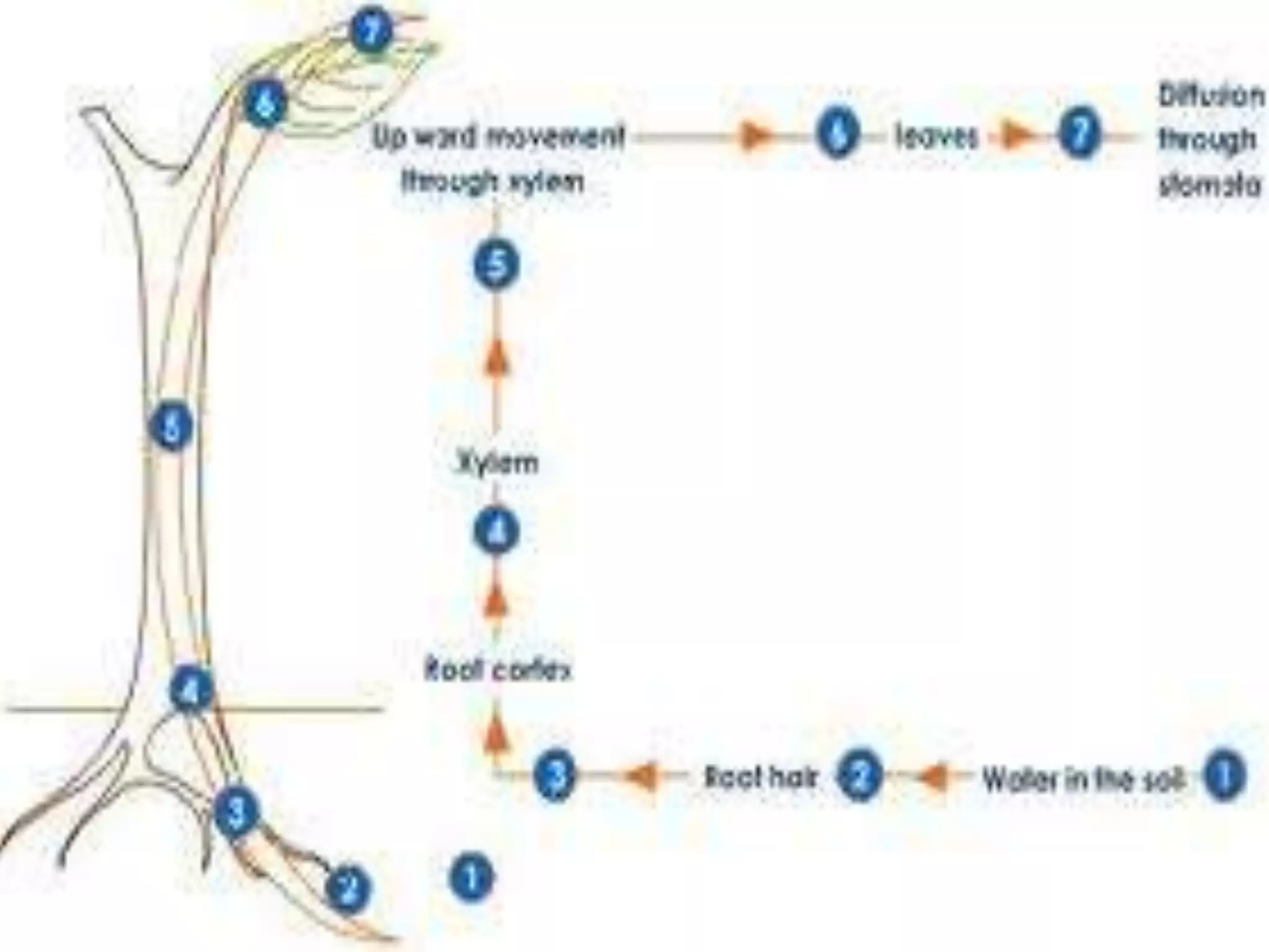 Water movement through a plant | PPTX