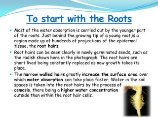 Water movement through a plant | PPTX