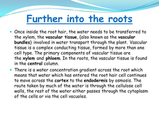 Water movement through a plant | PPTX