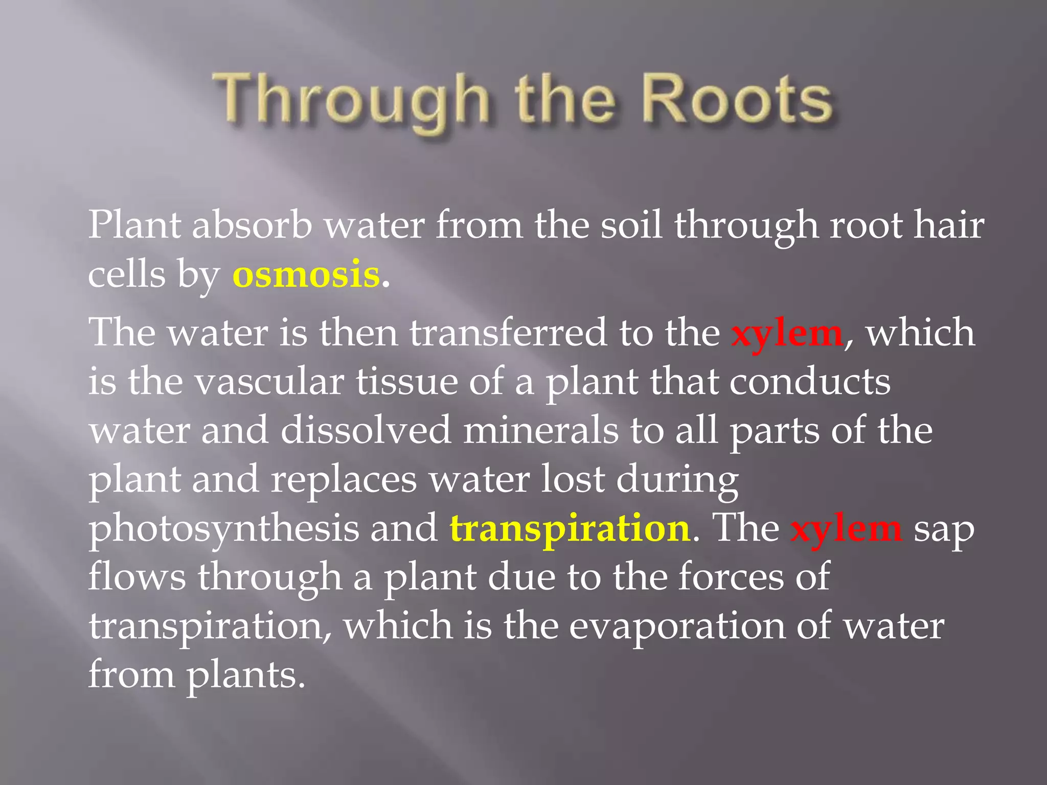 Water movement through a Plant | PPTX