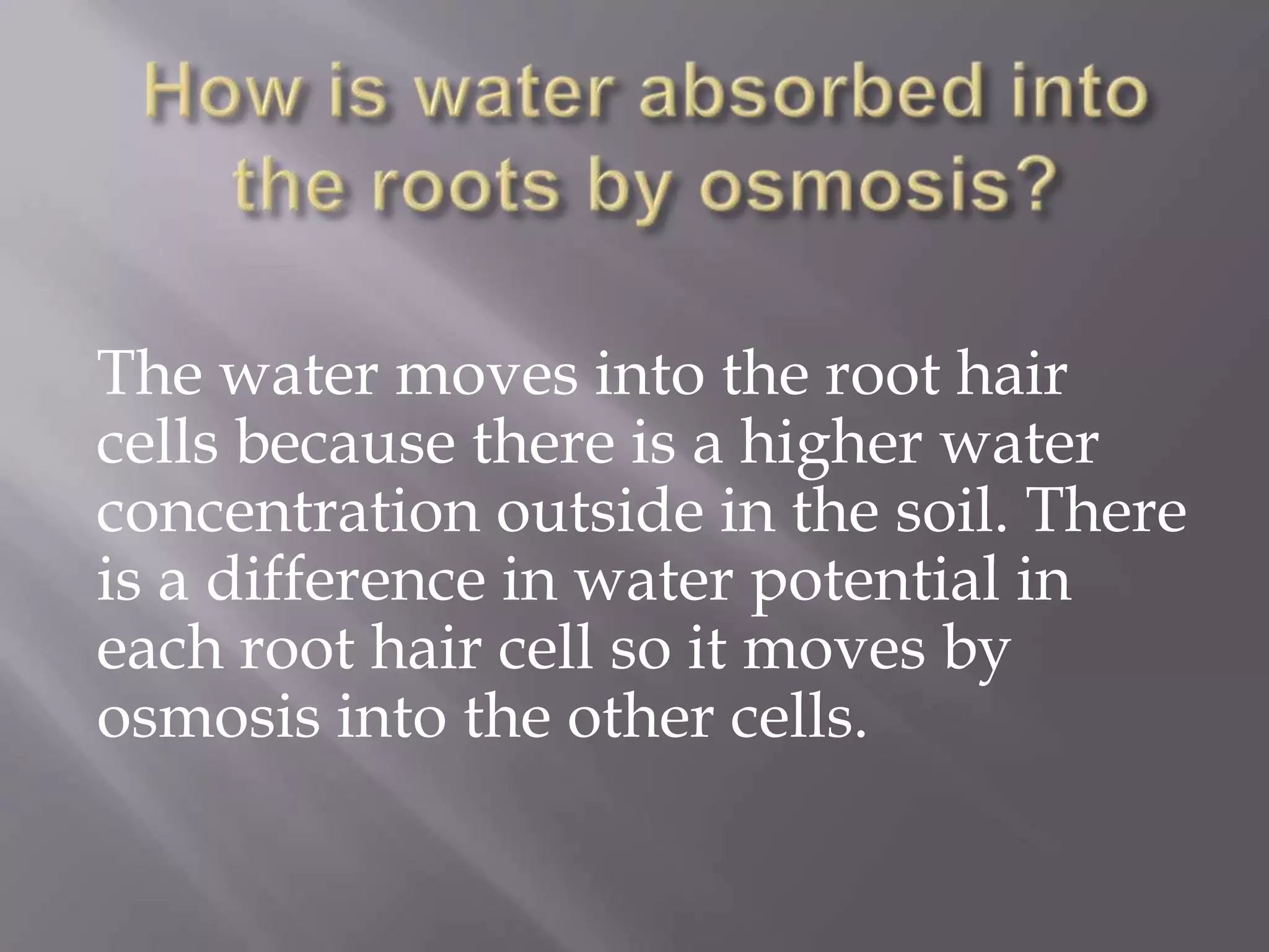 Water movement through a Plant | PPTX