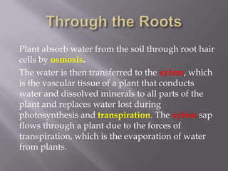 Water movement through a Plant | PPTX