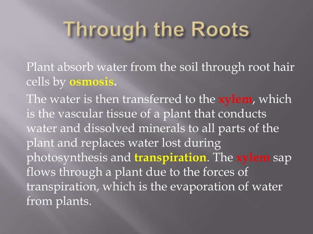 Water movement through a Plant | PPT