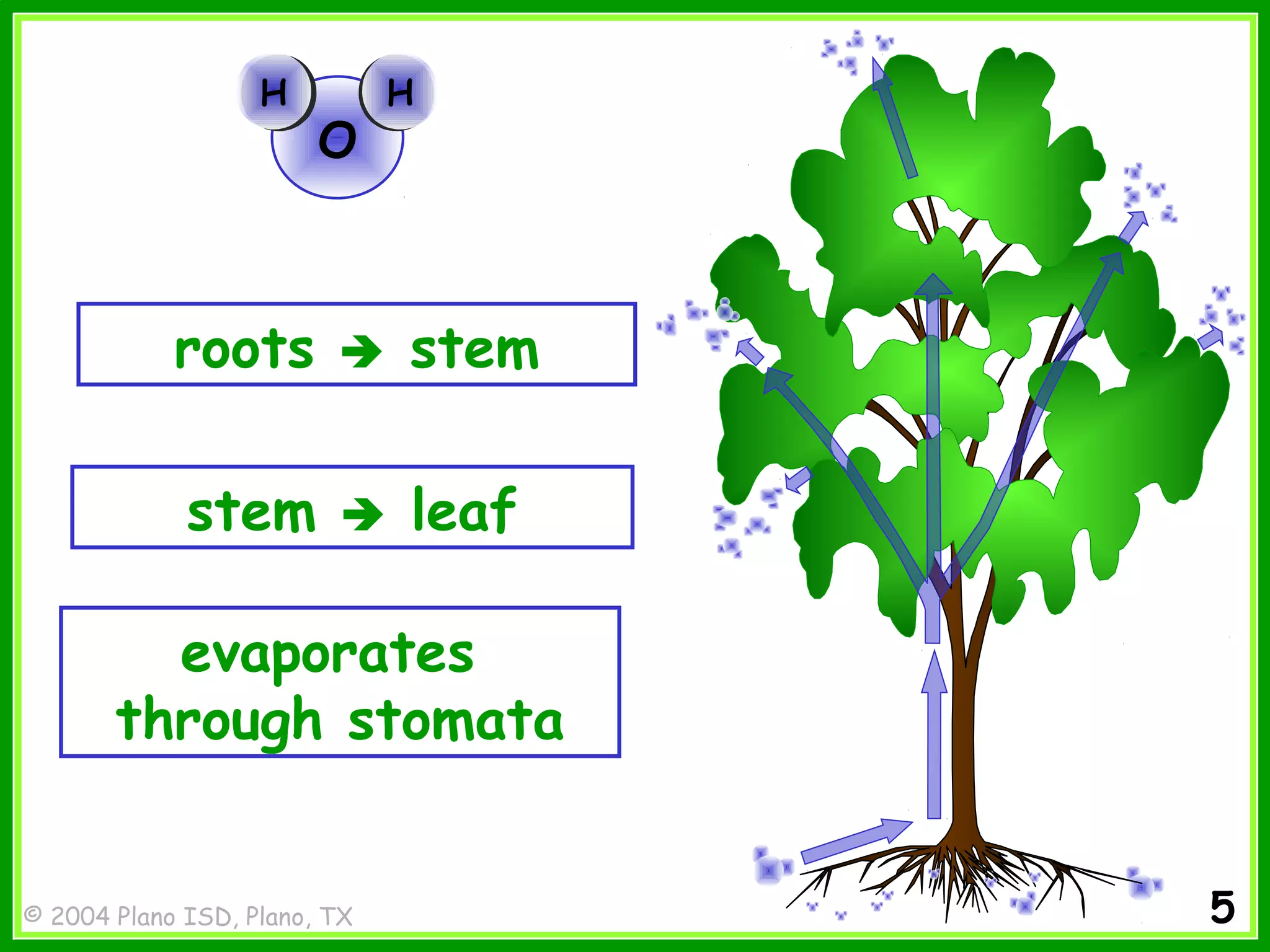 Water movement through plants | PPT