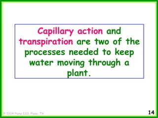 Water movement through plants | PPT