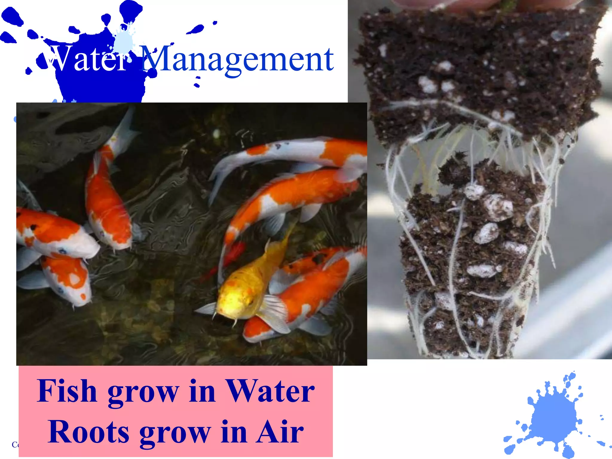 Fish Grow in Water, Roots Grow in Air - Water Nozzles for Greenhouse ...