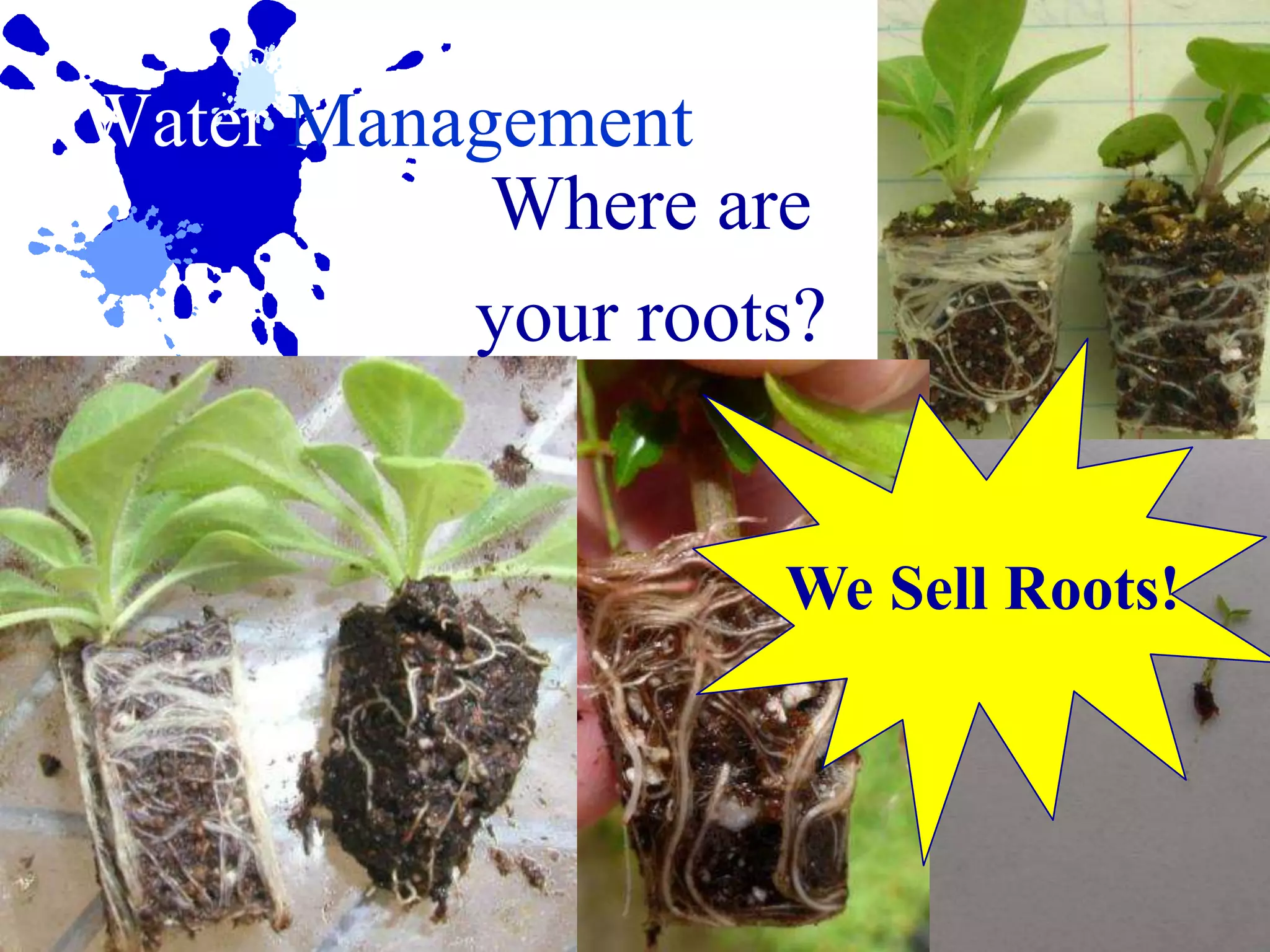 Fish Grow in Water, Roots Grow in Air - Water Nozzles for Greenhouse ...