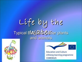 Water plants and animals | PPT