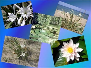 Water plants and animals | PPT