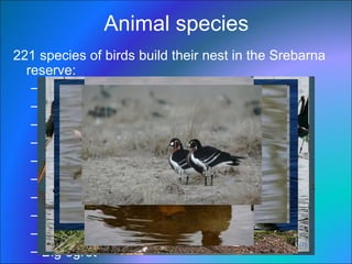 Water plants and animals | PPT