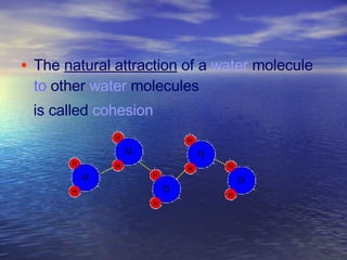 Water's Polarity | PPT