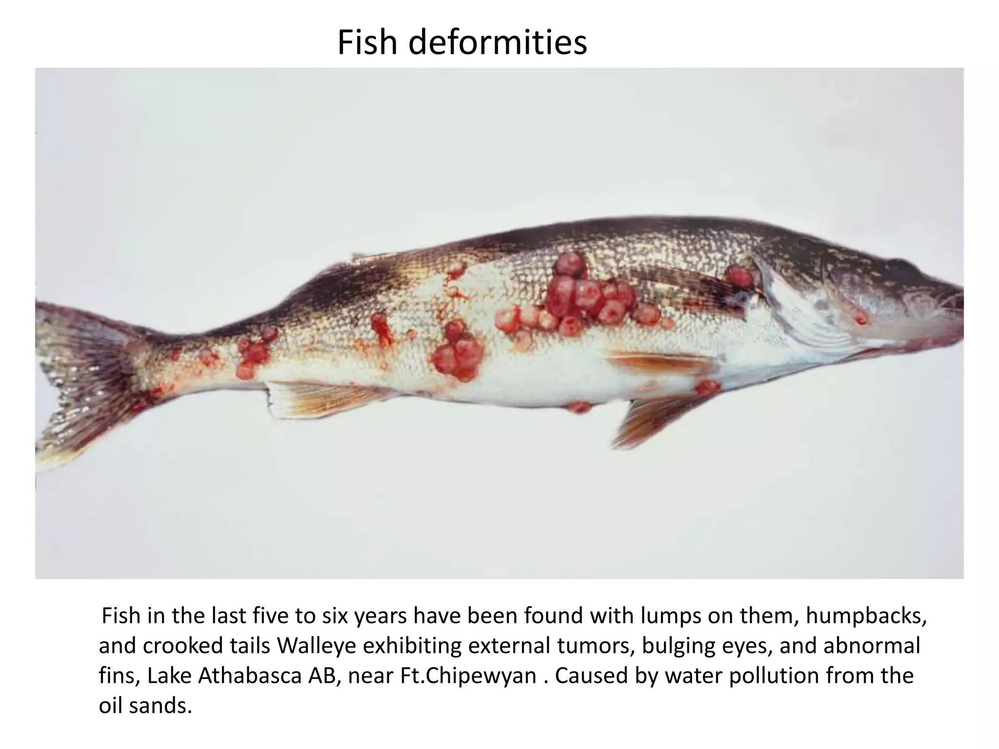 Water pollution and fish | PPTX
