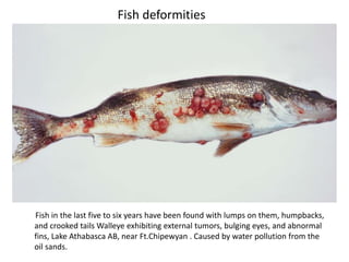 Deformed Fish Athabasca River