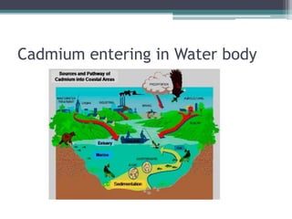 Water pollution due to heavy metals, pesticides | PPTX