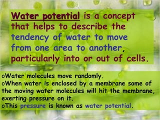 Water Potential.ppt