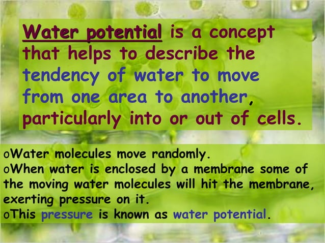 Water Potential.ppt | Chemistry | Science