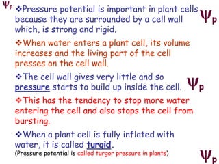 Water Potential.ppt