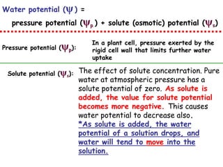 Water Potential.ppt