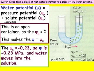 Water Potential.ppt