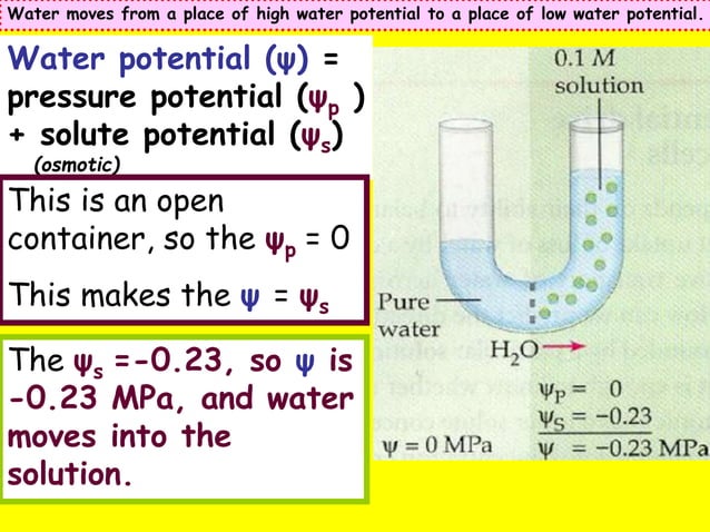 Water Potential.ppt | Chemistry | Science