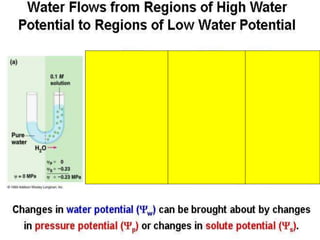 Water Potential.ppt