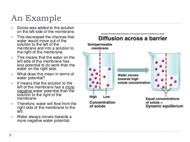 Water+potential+explained