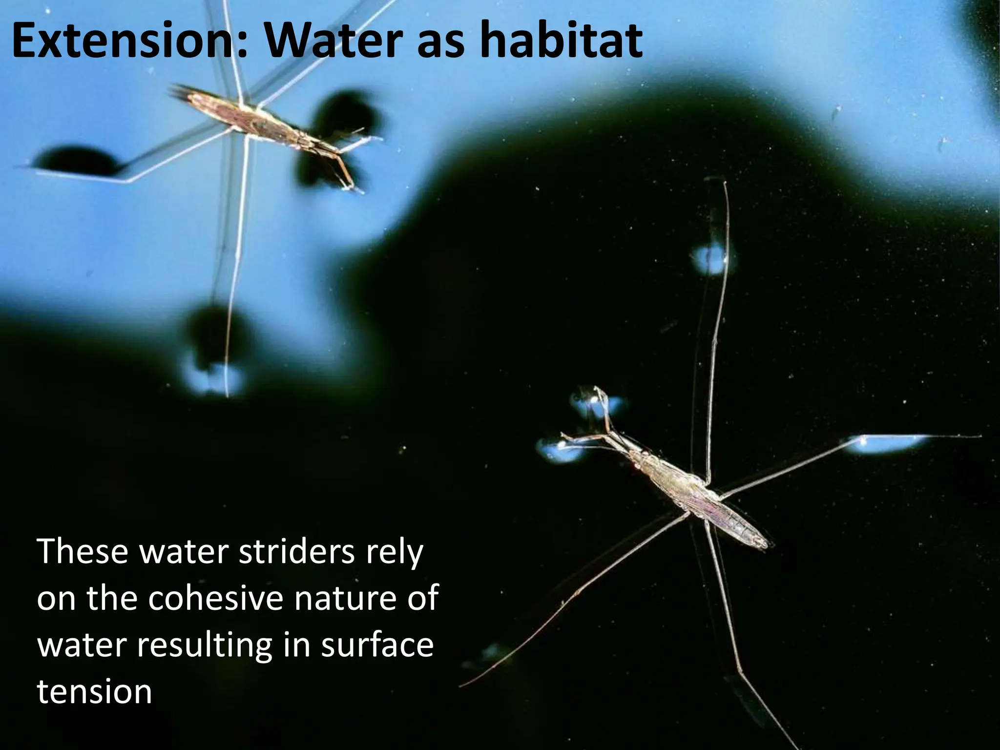 Water ppt.pptx topic 2.2 IBDP biology 1 | PPTX