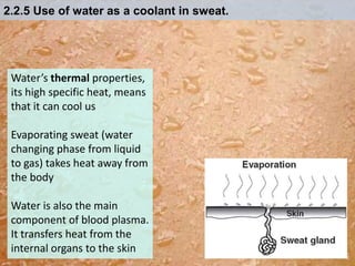 Water ppt.pptx topic 2.2 IBDP biology 1 | PPTX