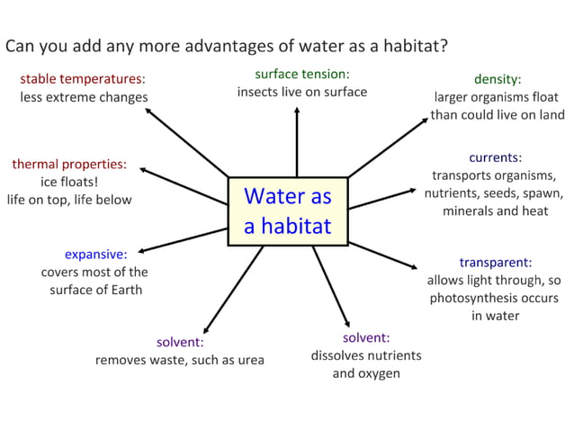 Water ppt.pptx topic 2.2 IBDP biology 1 | PPTX | Chemistry | Science