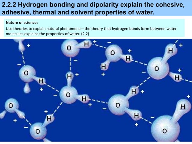 Water ppt.pptx topic 2.2 IBDP biology 1 | PPTX | Chemistry | Science