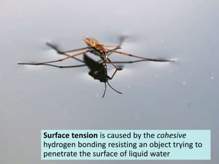 Water ppt.pptx topic 2.2 IBDP biology 1 | PPTX