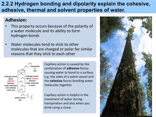 Water ppt.pptx topic 2.2 IBDP biology 1 | PPTX