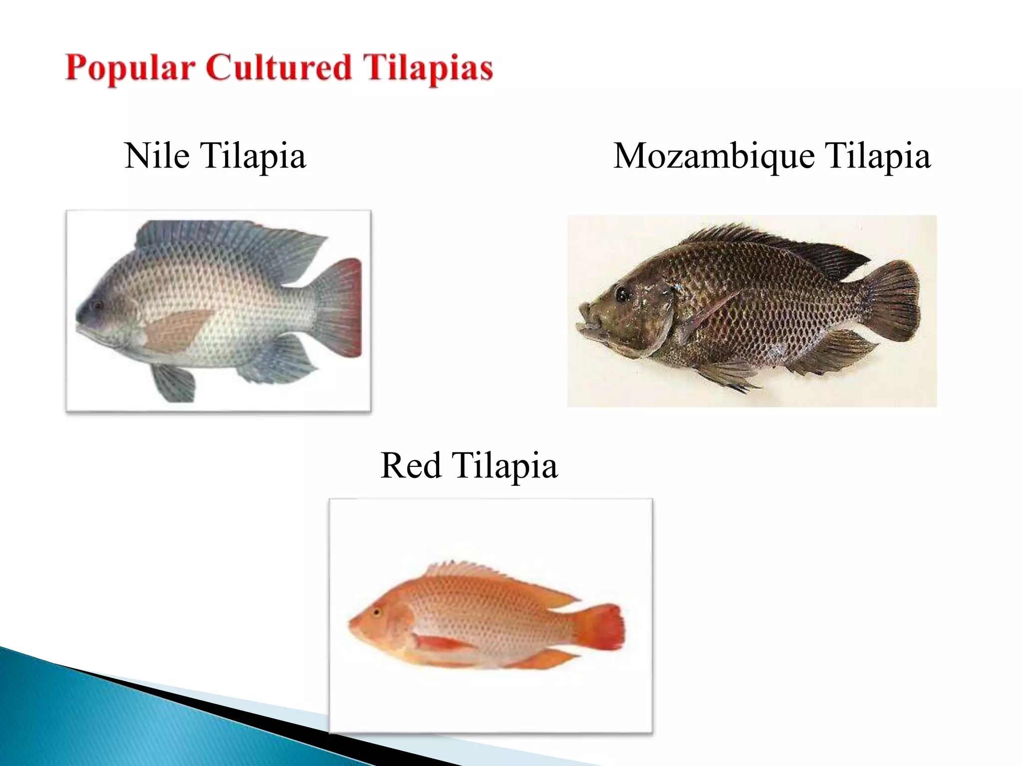 Water quality management in tilapia intensive farming | PPTX