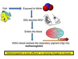 Water quality problems in Fishes-nitrogenous components and heavy ...