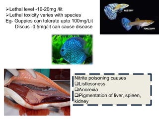 Water quality problems in Fishes-nitrogenous components and heavy ...