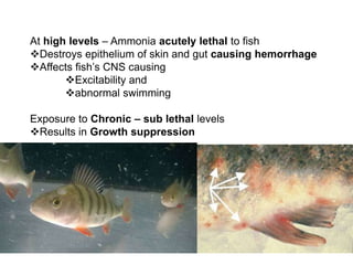 Water quality problems in Fishes-nitrogenous components and heavy ...