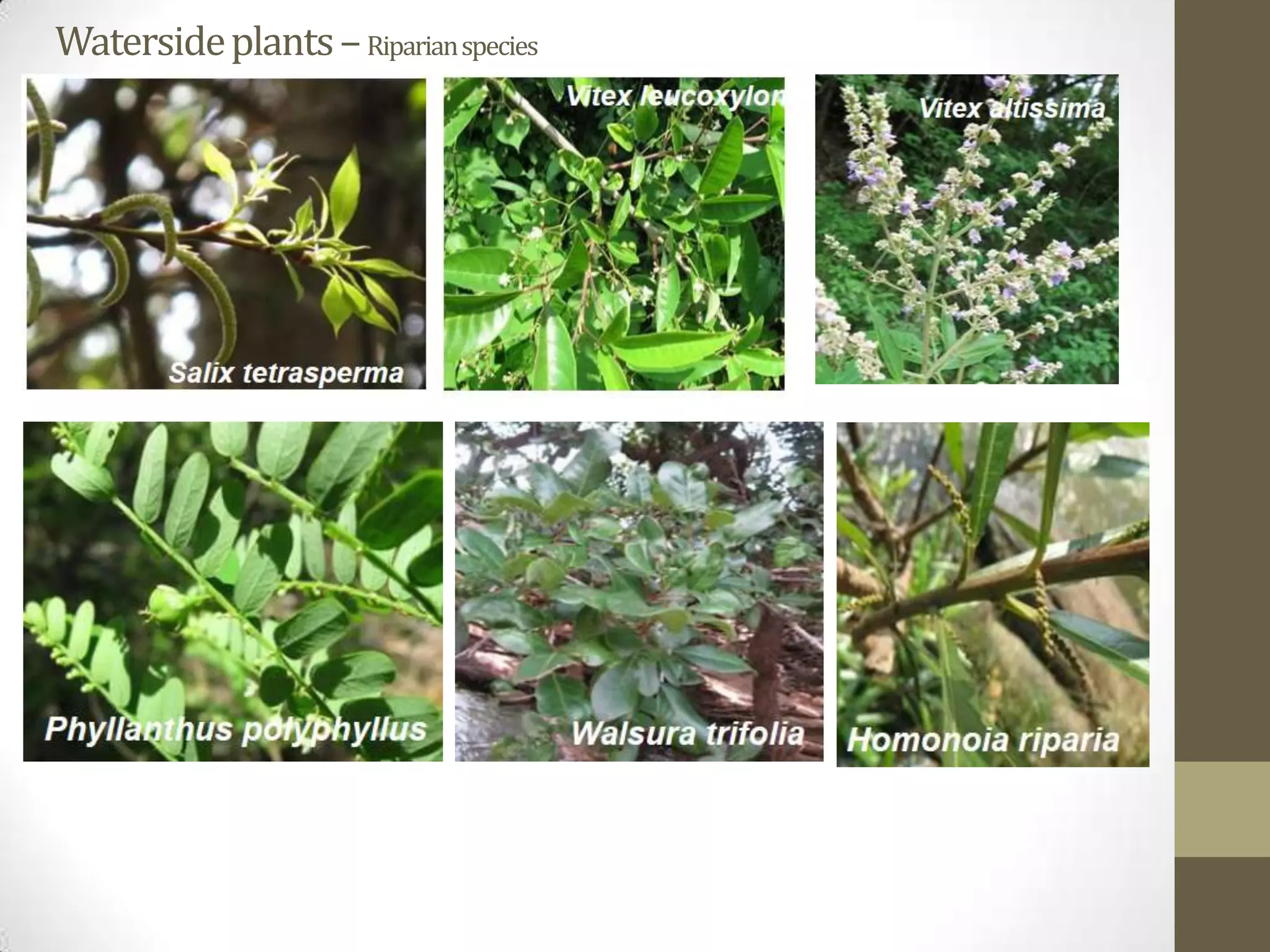 Water side and aquatic plants | PPTX