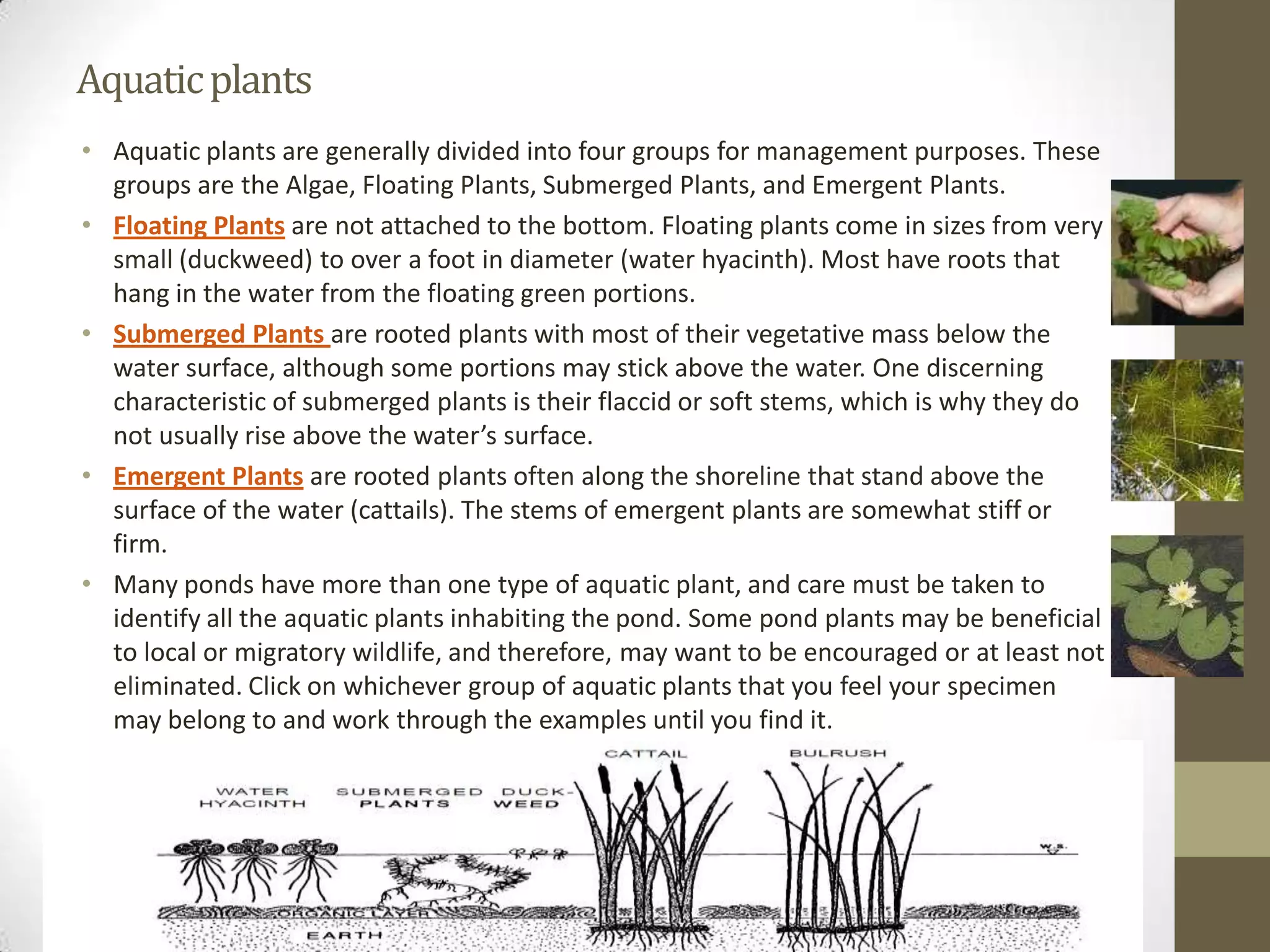 Water side and aquatic plants | PPTX