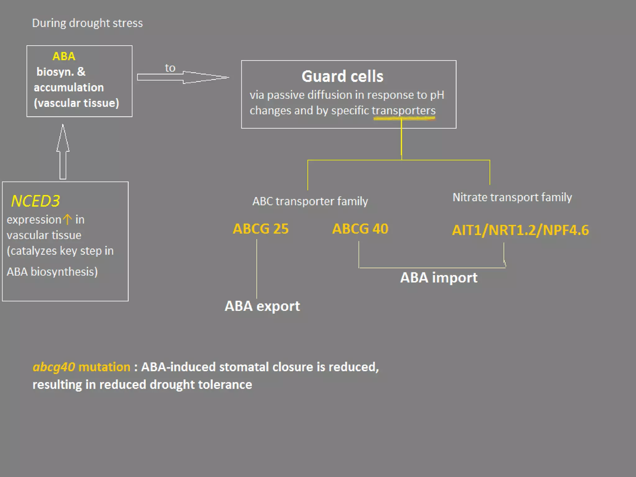 Water stress & Signalling by Ujjwal Sirohi | PPTX | Gardening | Home & Garden