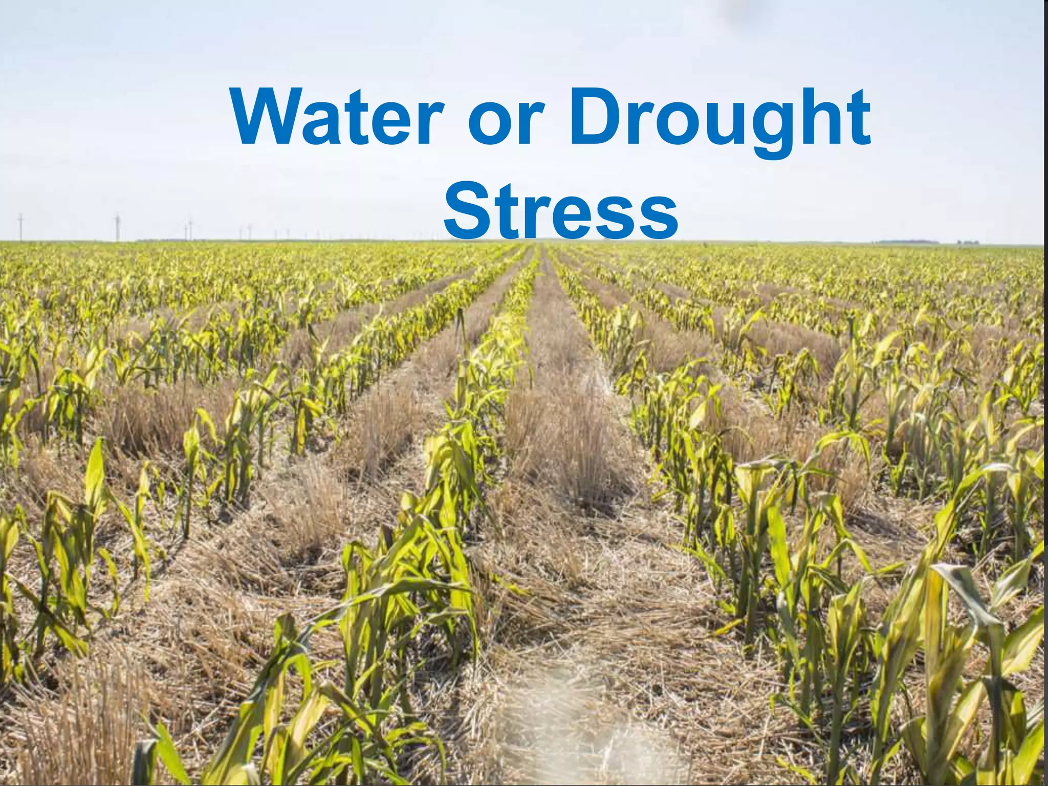 Water stress in plants: A detailed discussion | PPTX