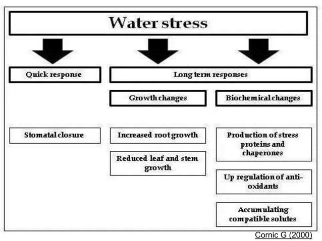Water stress in plants: A detailed discussion | PPTX | Gardening | Home ...