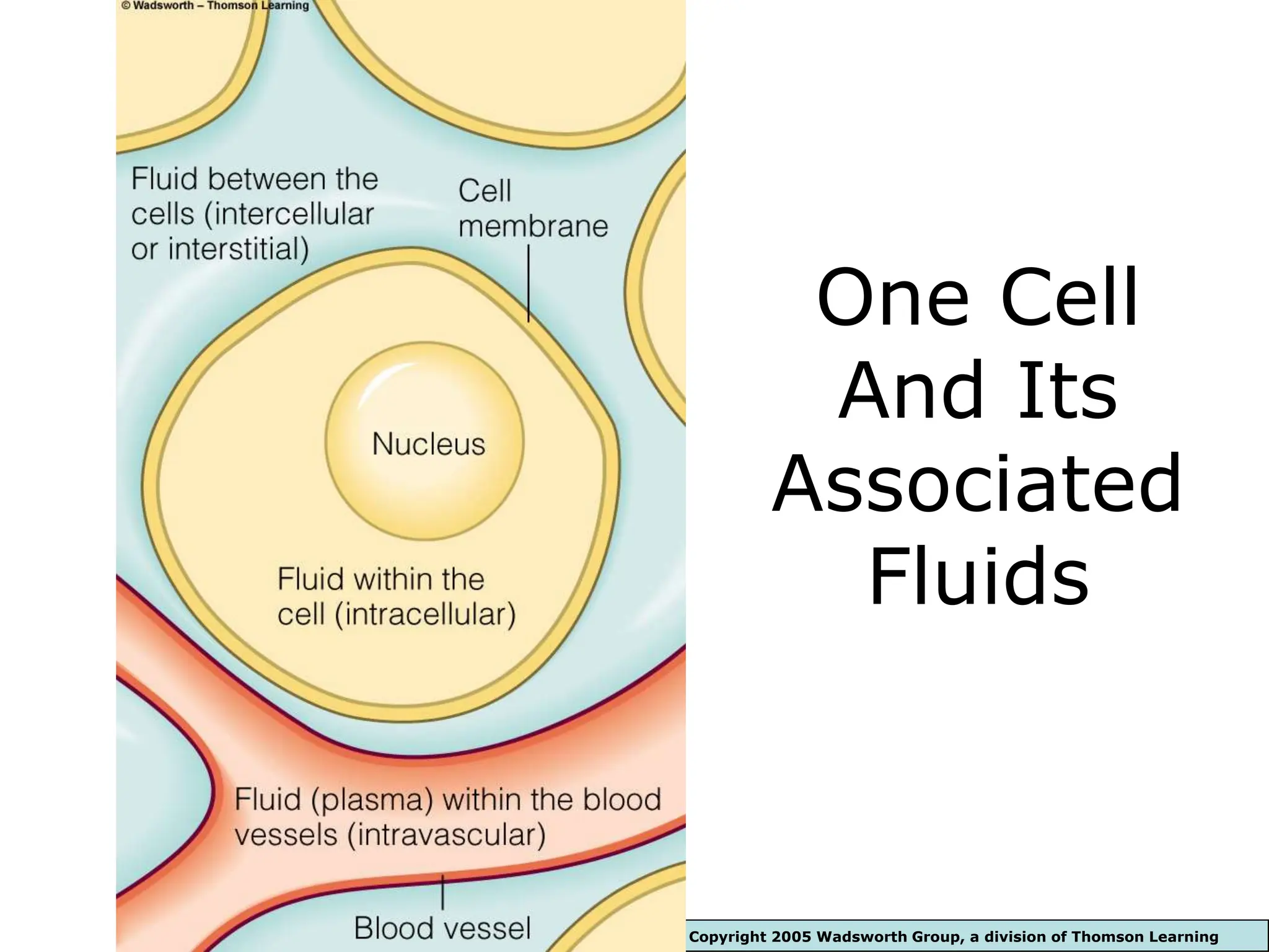 Water and Body Fluids Balance Osmolarity | PPT