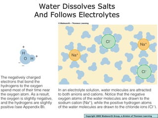 Water & The Body Fluids IN CELLLS OF ANIMAL | PPT | Free Download